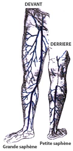 Comment fonctionnent les veines des jambes ? - Paris Veine Institut