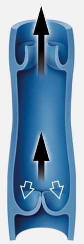 How do the veins in the legs work ? - Paris Veine Institut