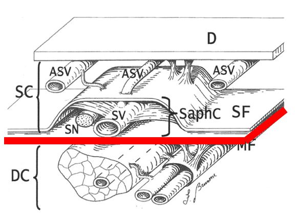 Comment fonctionnent les veines des jambes ? - Paris Veine Institut